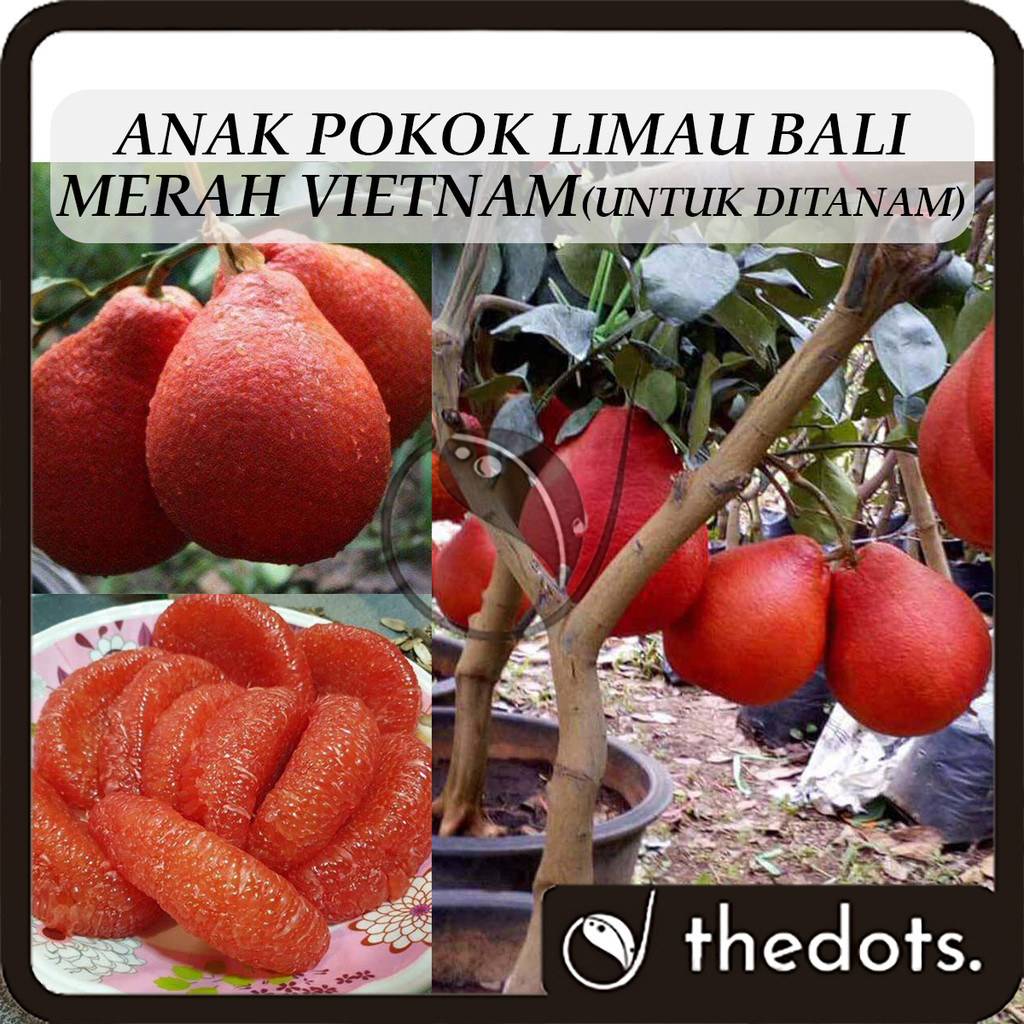 Anak Pokok Limau Bali Merah Vietnam Untuk Ditanam Pokok Hidup Real Live ...