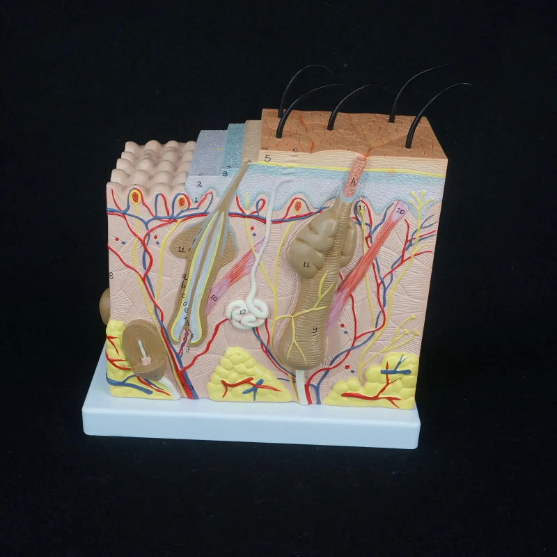 PVC Anatomical Human Skin Block Model Medical Dermatology ...