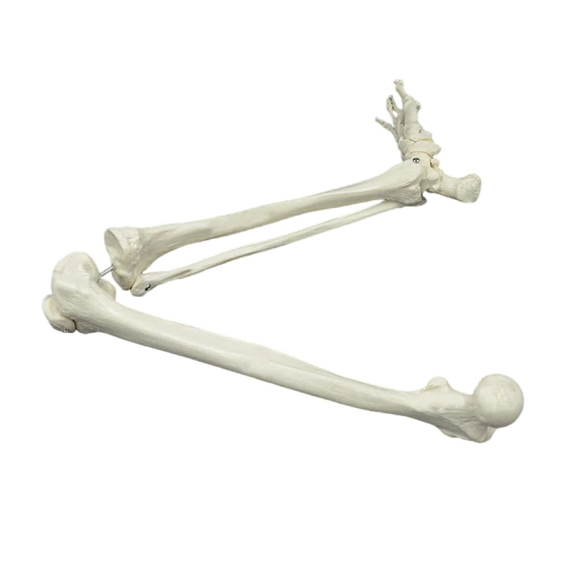 Adult Size Lower Limb Model Skeleton Anatomy Leg Bone with Hip Femur ...
