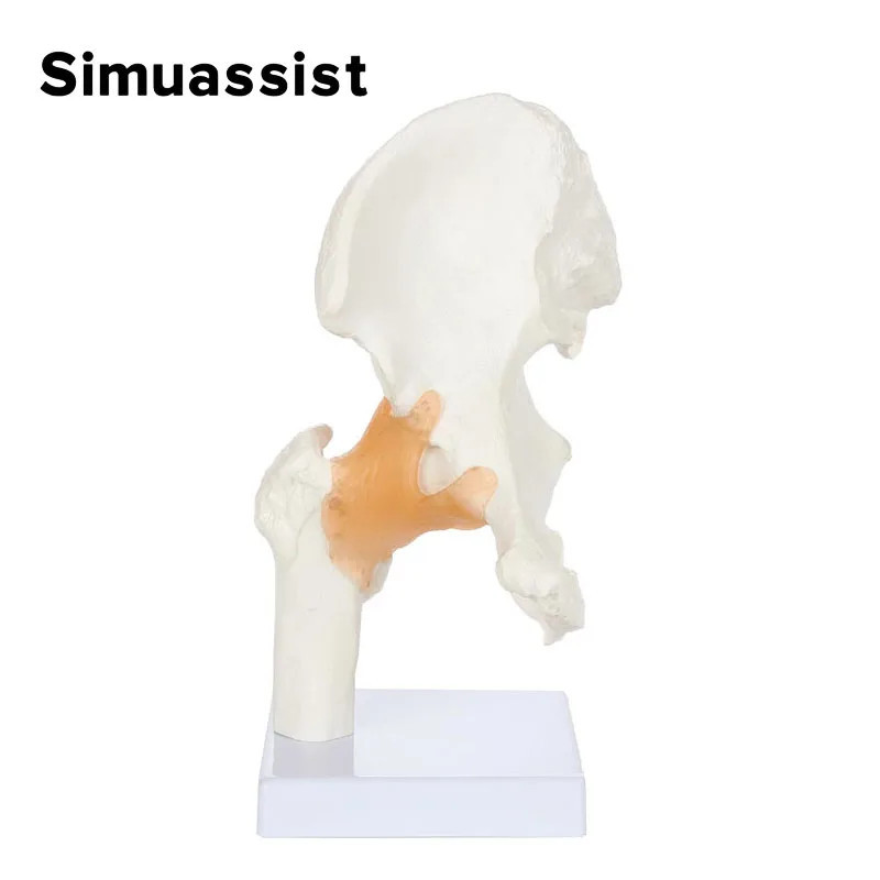 1:1 Life Size Human Hip Bone Anatomy Pelvis Model with Flexible ...
