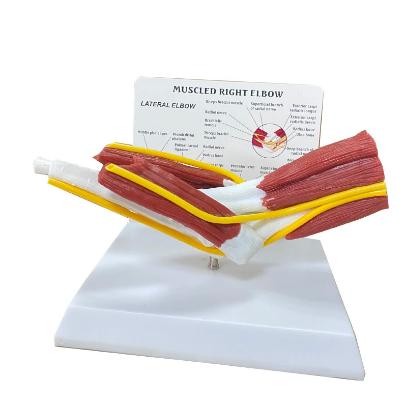 Human anatomy skeleton Life Size 1: 1 Arm bone And muscle Ligament ...