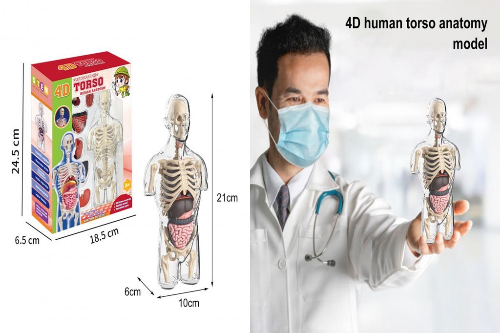 Amerbigseam Transparent Torso Model Educational Anatomy Model ...