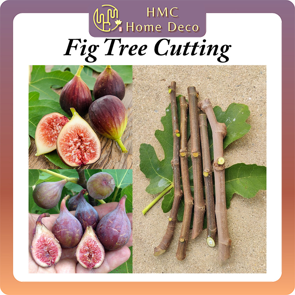 Fig Tree Cutting Real Live Plant Cuttings Batang Pokok Tin Pokok Hidup ...