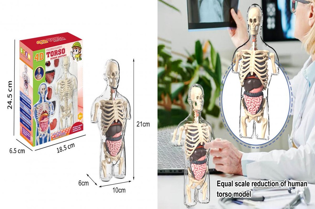 nlshime Transparent Torso Model Body Figurine Transparent Body Model ...