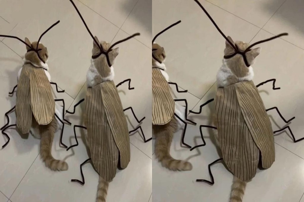 Diy Cat Costume Set Cat Cockroach Transformation Kit Cat Cockroach Costume Diy Kit for Halloween ...