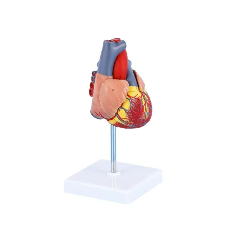 Life size human heart model ，Disassembled Anatomical Human Heart Model ...