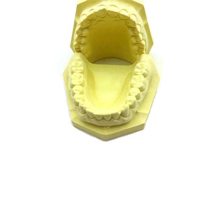 Dental Standard Plaster Model Oral Teaching Full Mouth Dental Model ...