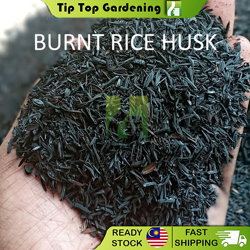 Burnt Rice Husk Charcoal Powder Soil Sekam Padi Bakar 稻米壳碳 | Shopee ...