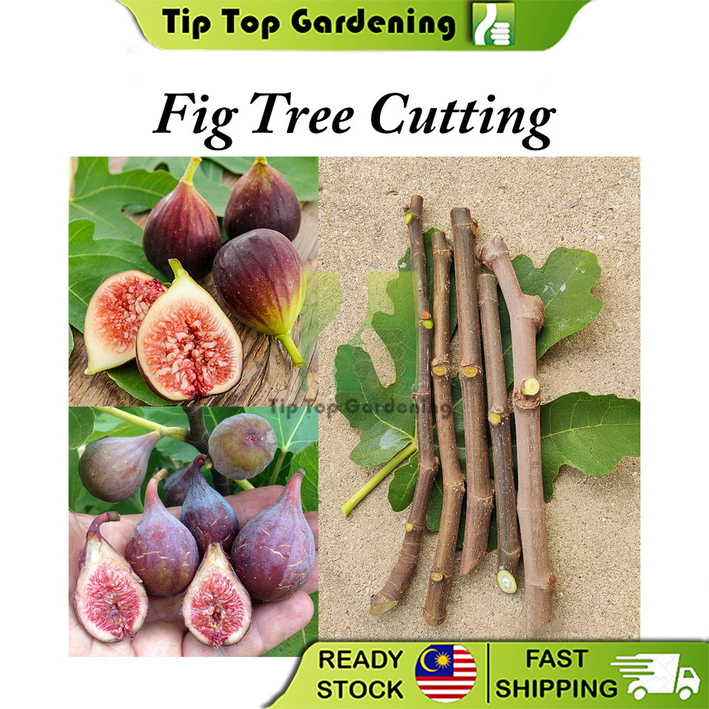 Fig Tree Cutting Real Live Plant Cuttings Batang Pokok Tin Pokok Hidup ...