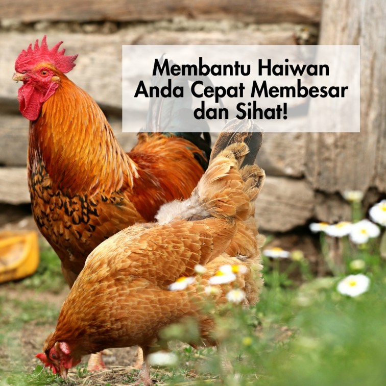[5KG] [201C] [REPACK] Dedak Makanan Ayam Permulaan Gold Coin Halus ...