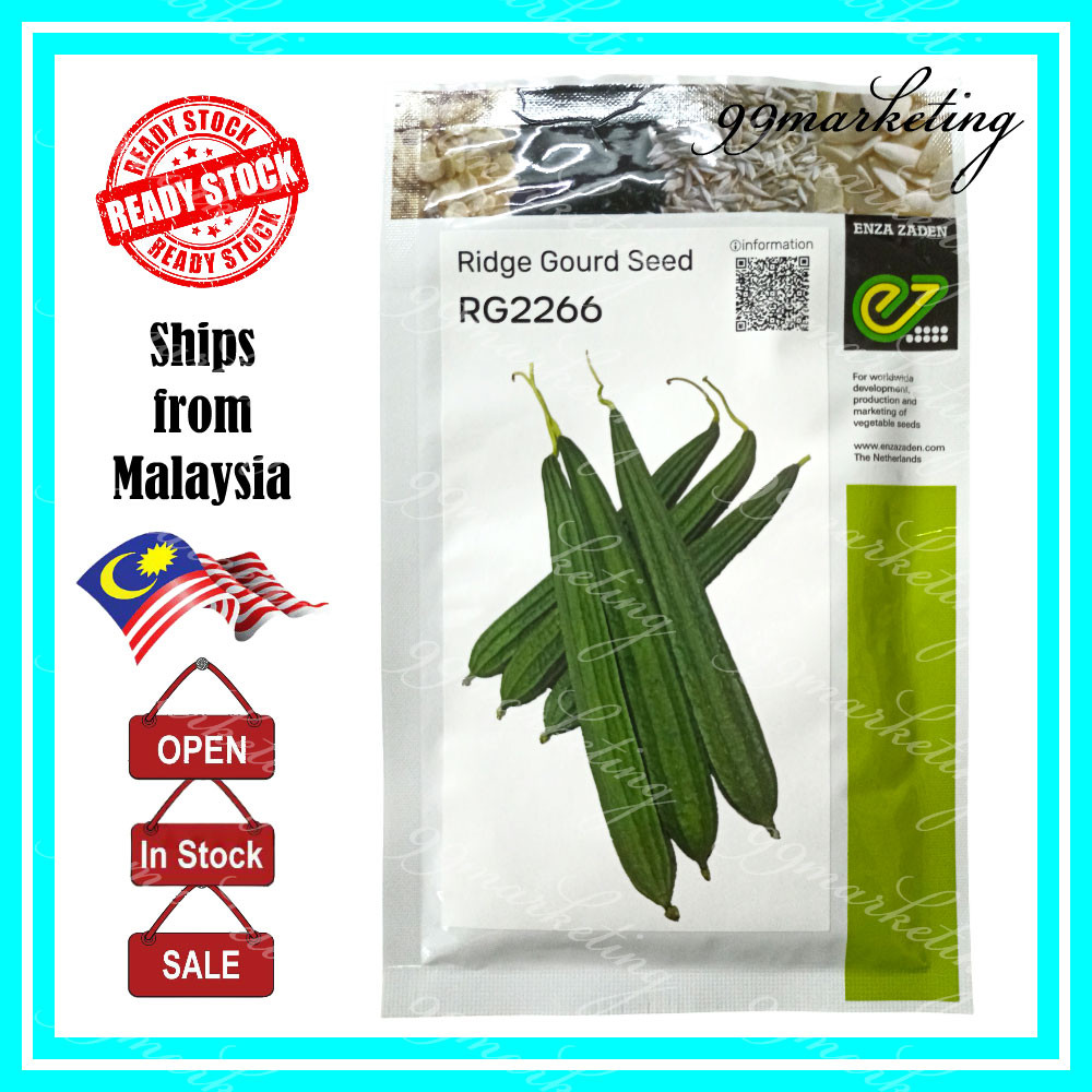 Enza Zaden Ridge Gourd RG2266 500 Seeds Biji Benih Labu Rabung Petola Segi | Shopee Malaysia