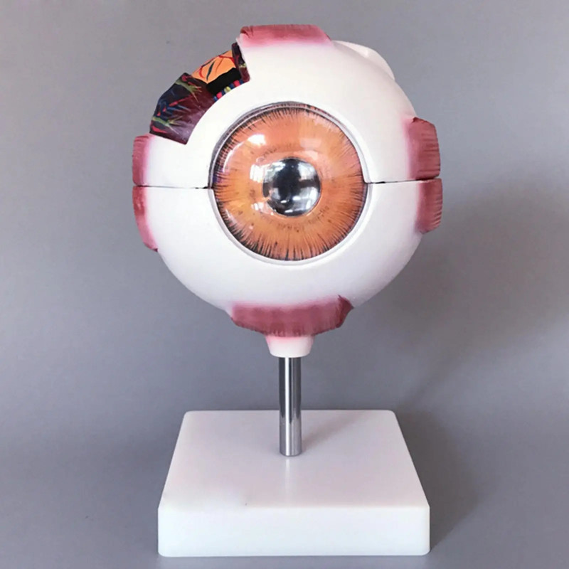 PVC White Human Eye Ball Anatomical Model Training 6X Life Size Medical ...