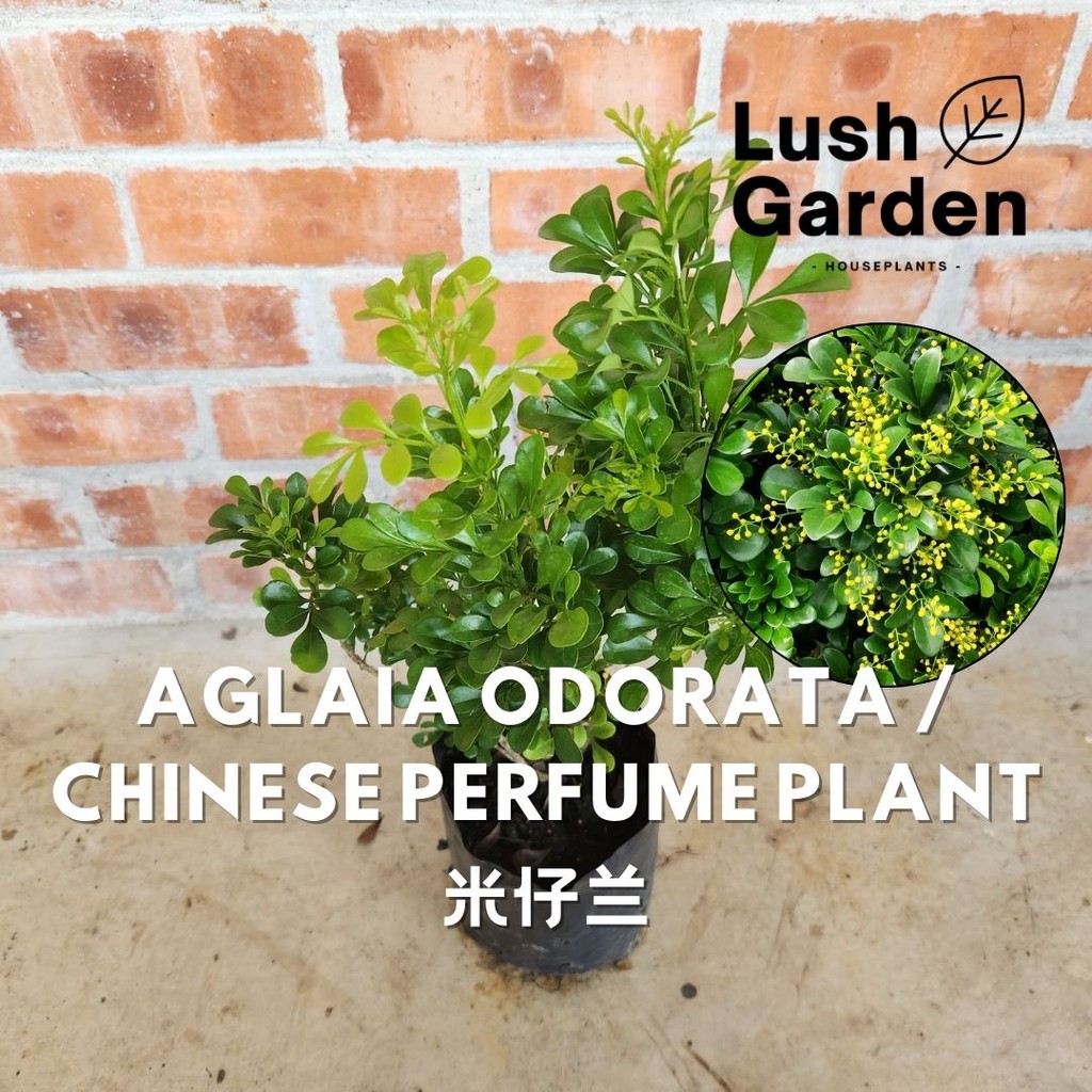 [Fragrant] Aglaia Odorata / Chinese Perfume Plant 米仔兰 Outdoor Live ...