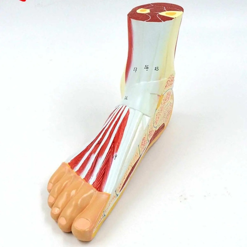 PVC Life Size Human 1 Part Foot Cross-section Structural Morphology ...