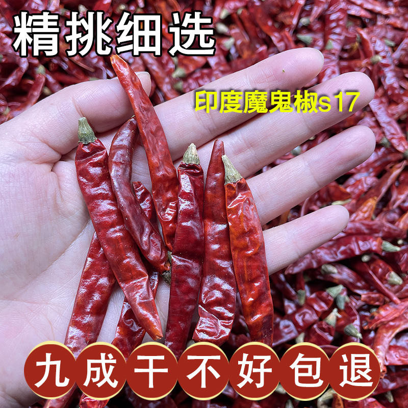 Super Spicy Extra Spicy Indian Little Velcro Chili King Spicy Little ...