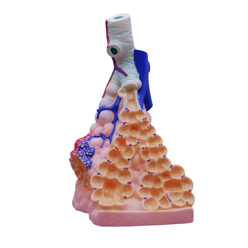 Enlarged human alveolar model, lung Anatomical Medical Model Pulmonary ...