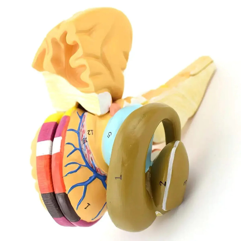 2 Parts Human Internal Capsule And Basal Nerve Nucleus Model Medical ...