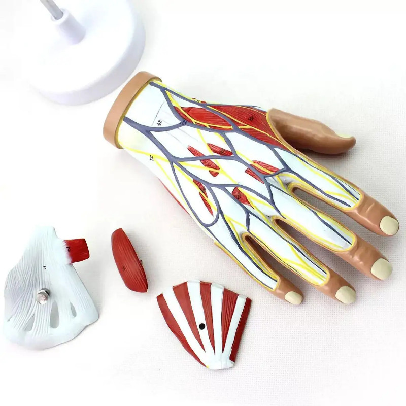 PVC Life Size Human 4 Parts Hand Anatomy Model Medical Anatomical ...