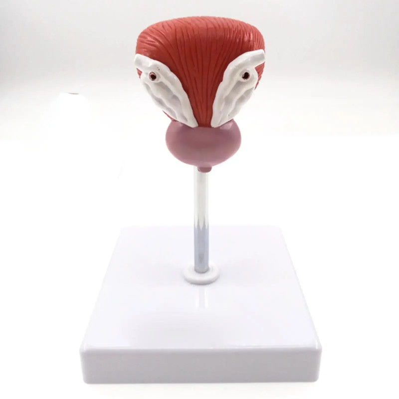 PVC Natural Life Size Anatomical Human Urinary Bladder Prostate Model ...