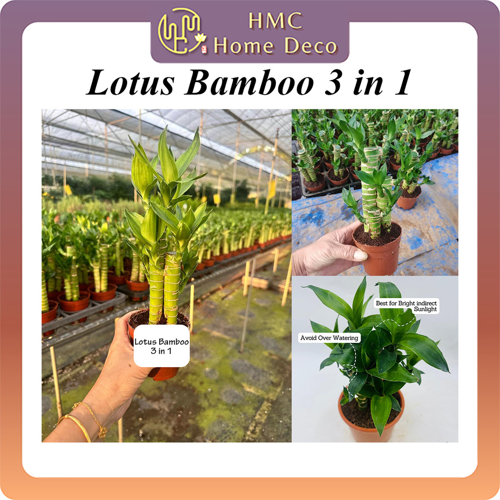Real Live Plant Lotus Bamboo 3 in 1 Lucky Bamboo Indoor Plant House ...