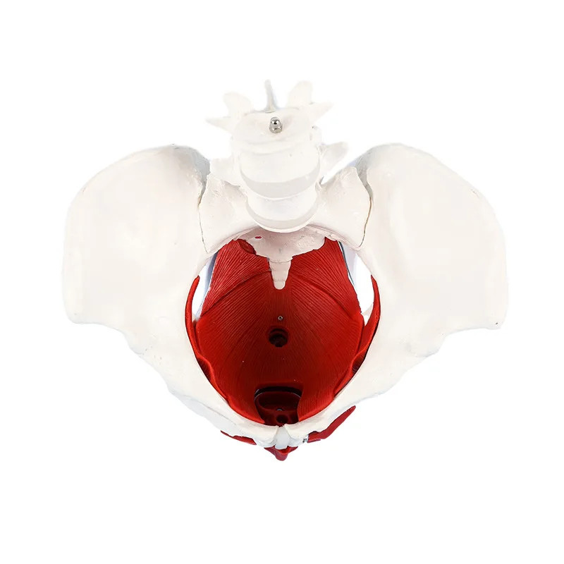 1:1 Life-sized Female Reproductive System Pelvic Floor Muscle Model ...