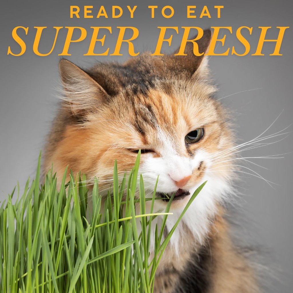 Sedia dimakan Pasu rumput kucing Cat grass Siap tumbuh makanan kucing ...