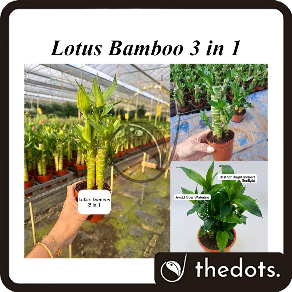 Real Live Plant Lotus Bamboo 3 in 1 Lucky Bamboo Indoor Plant House ...
