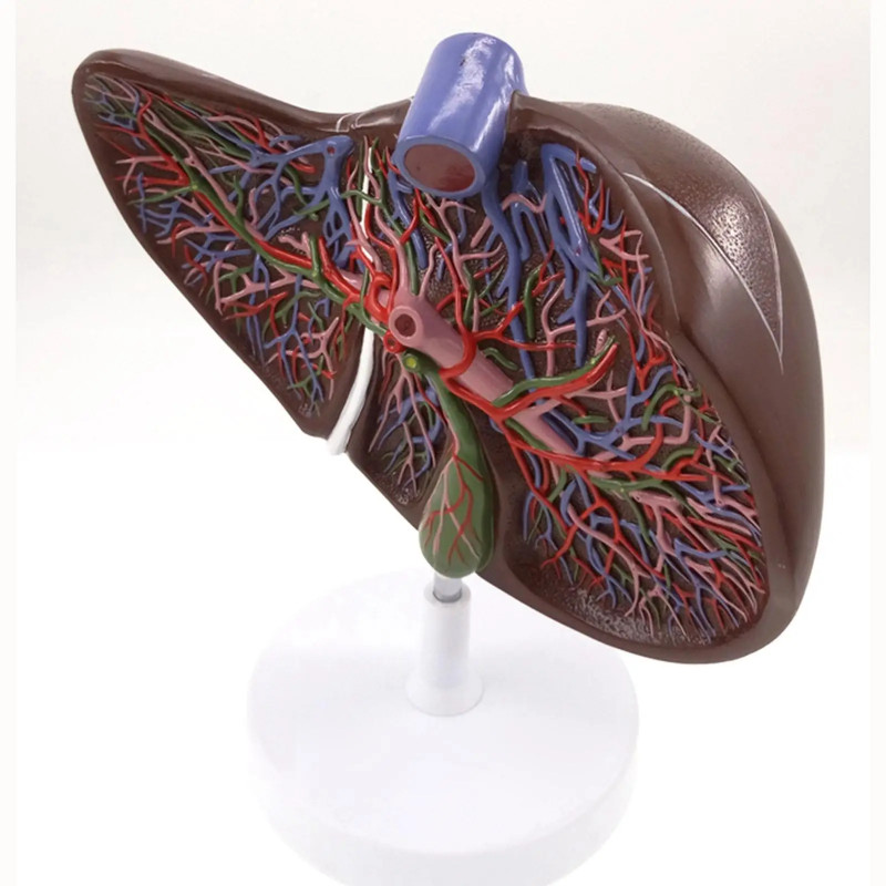 PVC Human Liver Medical Anatomy Model 1.5X Life Size With Vessel ...