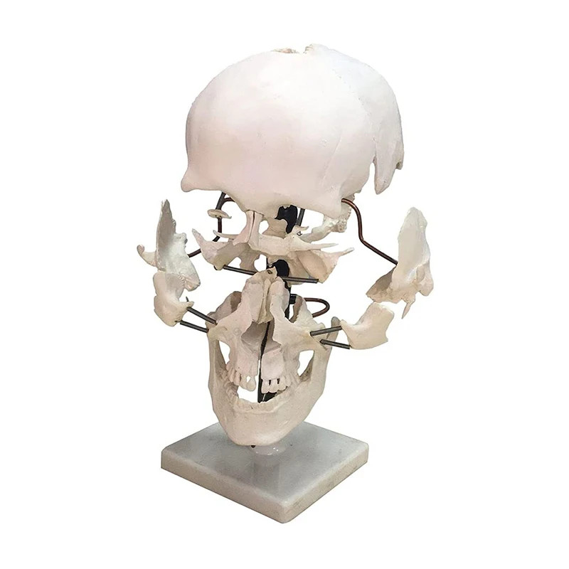 Life Size 16 Parts Human Skull Model Anatomy Model Medical Science ...
