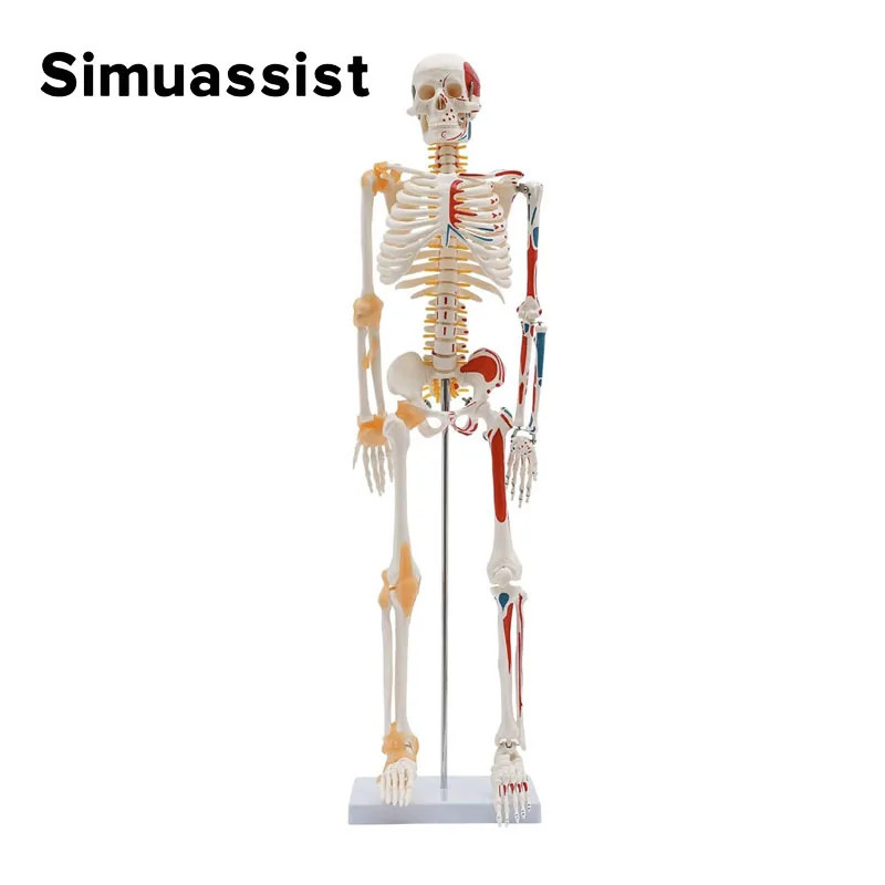 Human Skeleton Model 1/2 Life Size 85cm Half Muscle and Half Ligament ...