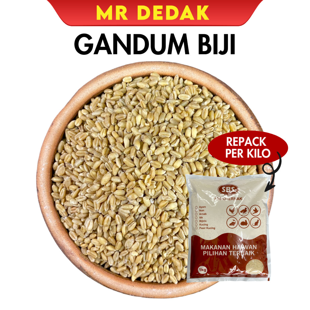 [1KG] [REPACK] BIJI GANDUM TERNAKAN | MAKANAN HAIWAN AYAM, BURUNG ...
