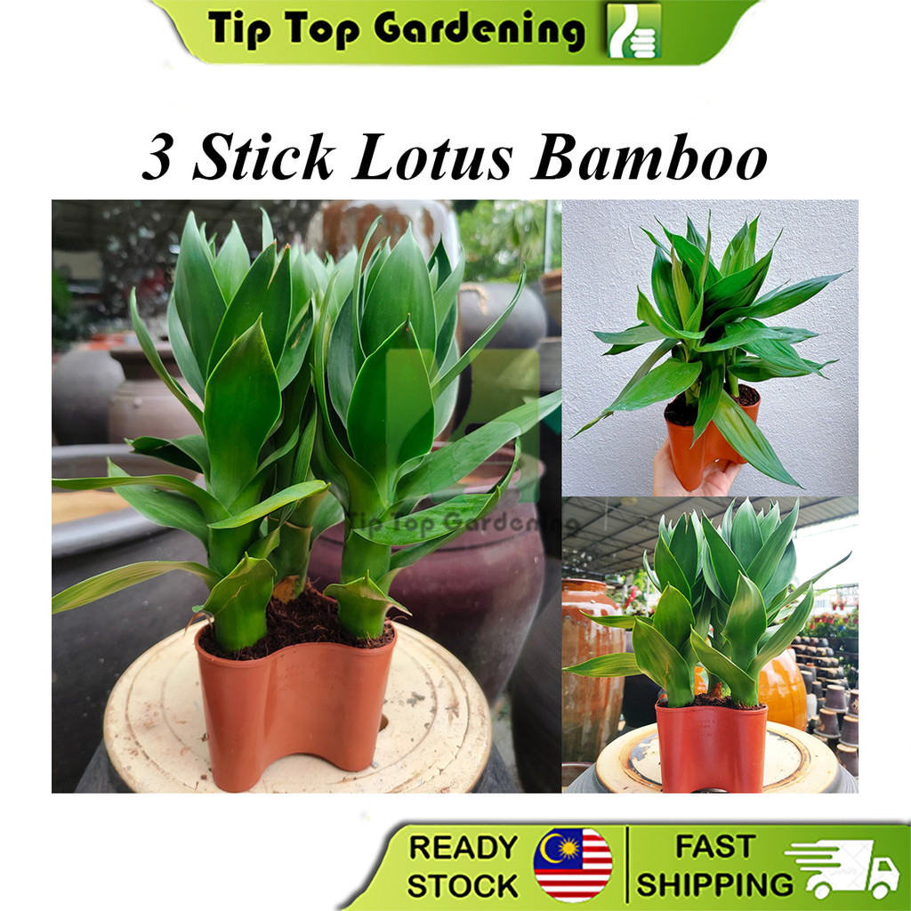 Real Live Plant 3 Stick Lotus Bamboo Indoor House Plants Lucky Bamboo ...