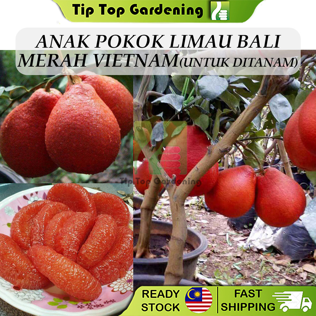 Anak Pokok Limau Bali Merah Vietnam Untuk Ditanam Pokok Hidup Real Live ...