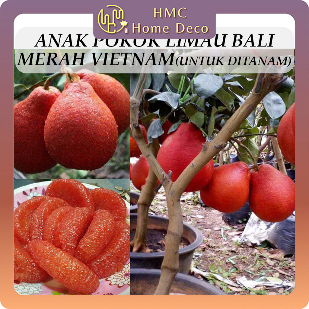 Anak Pokok Limau Bali Merah Vietnam Untuk Ditanam Pokok Hidup Real Live ...