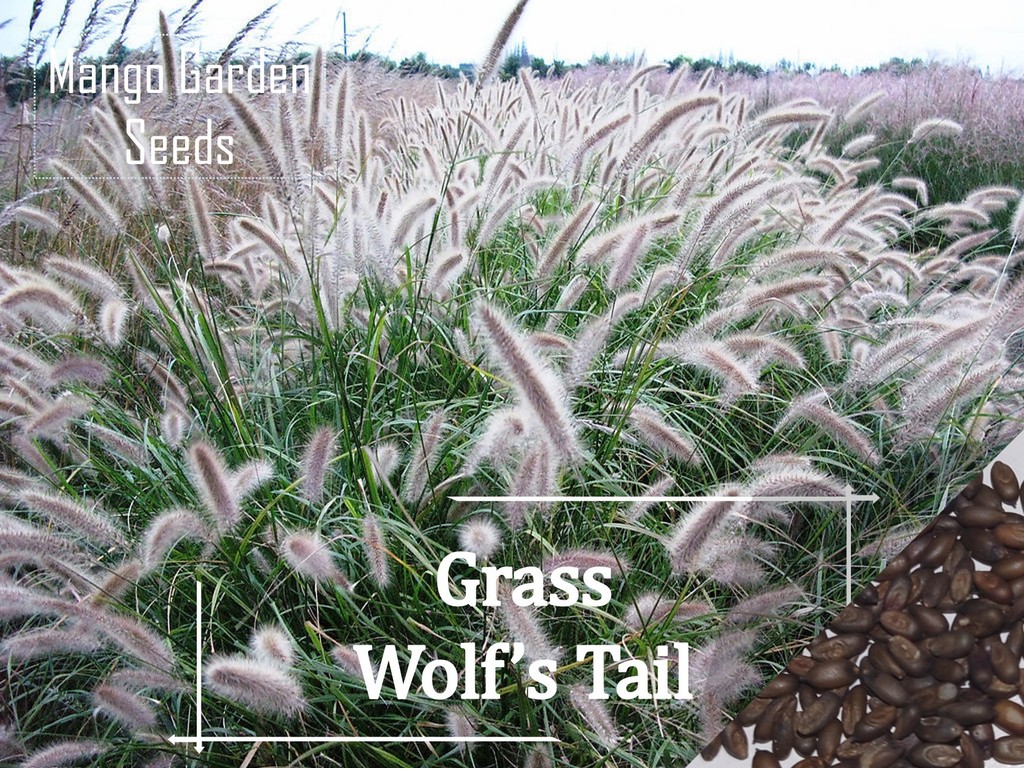 Wolf Tail Grass Seeds - 100 Seed *Pot Friendly* Tanam Pasu, Rumput Ekor ...