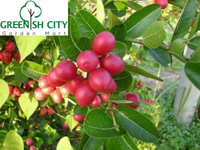 GNC - Anak pokok buah Fruit Trees asam renda/asam caranda/Carissa ...