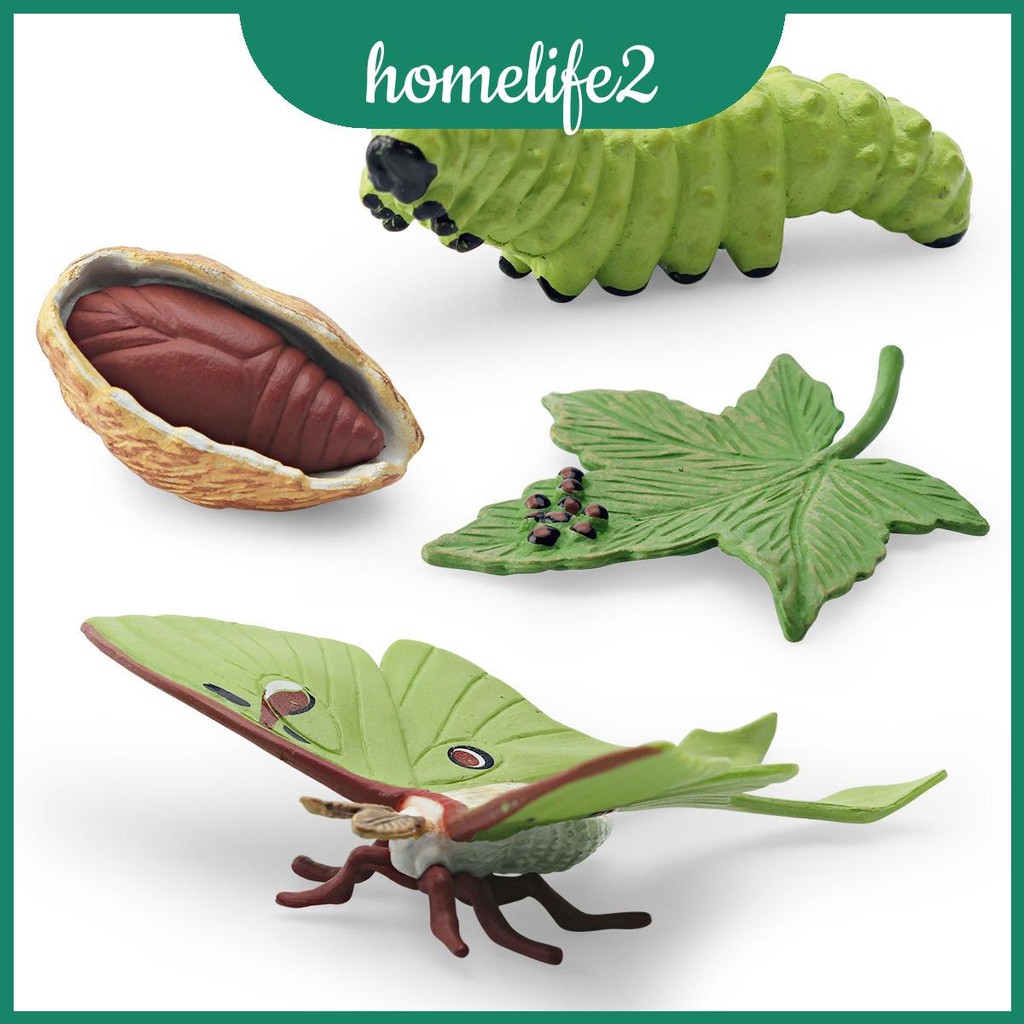 Stunning Pvc Luna Moth Life Cycle Model Set With Four Figures Realistic ...