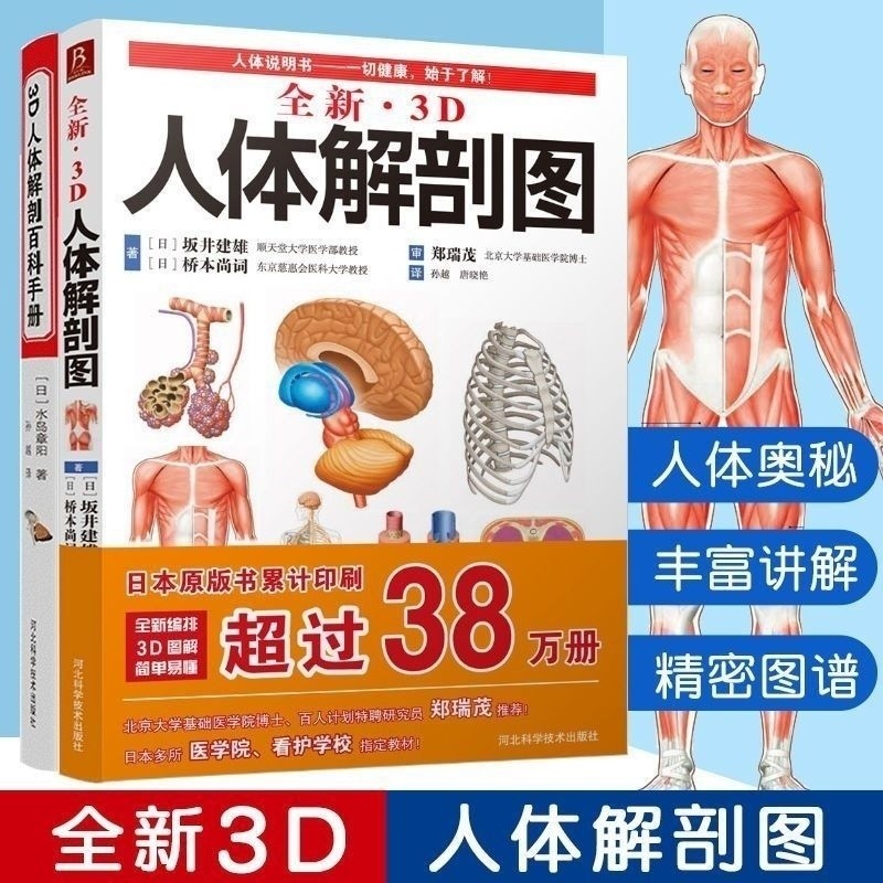 Brand New 3D Ergonomic Anatomical Map Ergonomic Muscle Anatomy Exercise ...