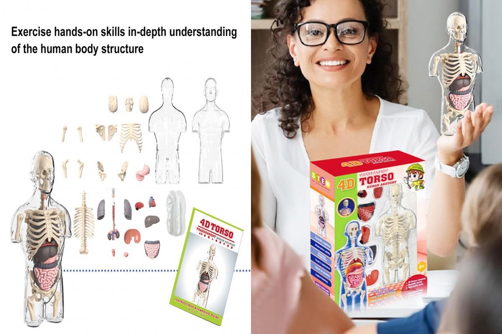 Amerbigseam Transparent Torso Model Educational Anatomy Model ...
