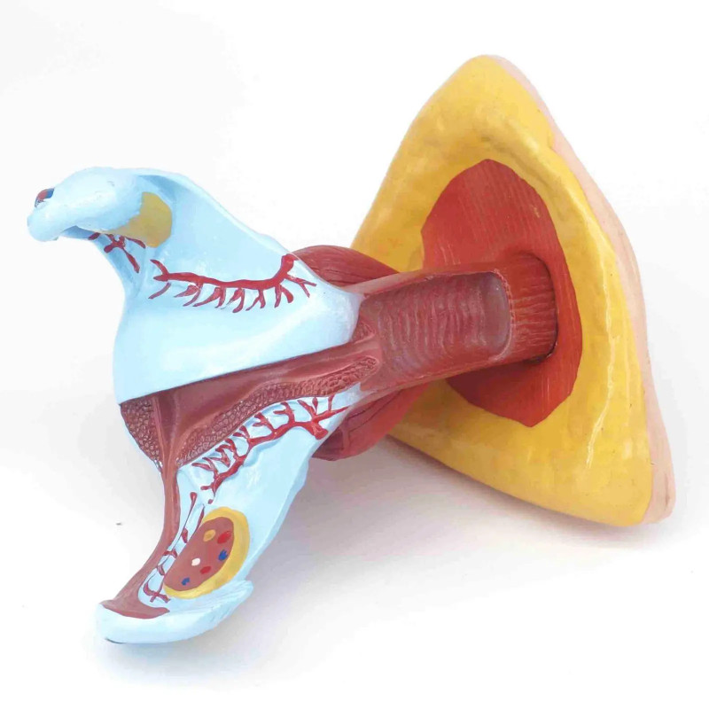 PVC Life Size Human Female Perineum uterus Anatomy Anatomical Medical ...