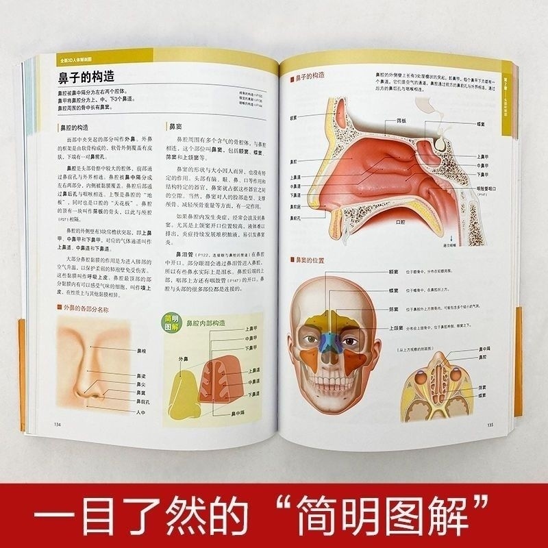 Brand New 3D Ergonomic Anatomical Map Ergonomic Muscle Anatomy Exercise ...