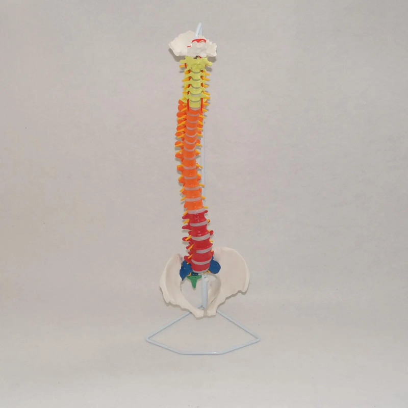 PVC Colored Didactic Flexible Spinal Column Anatomy Model Human ...