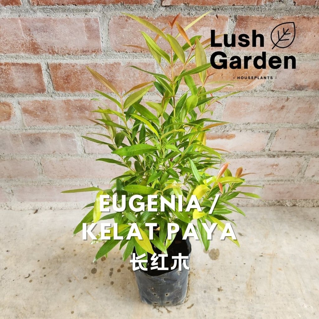 Eugenia / Pokok Kelat Paya 长红木 Outdoor Landscape Live Plant Pokok ...