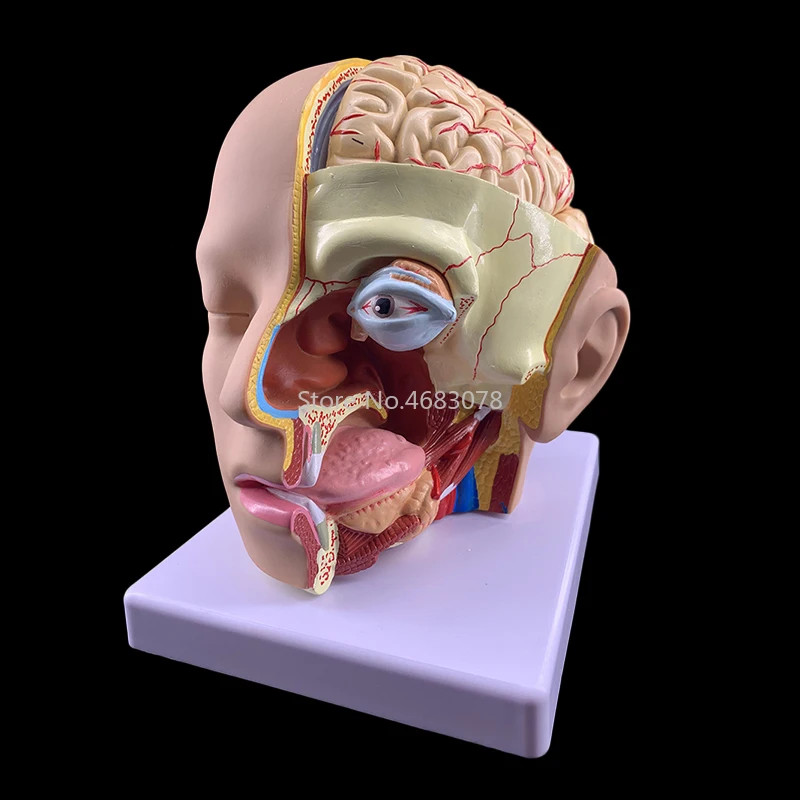 4 Parts Human Head Anatomical Model with Brain Model Head Skull Brain ...