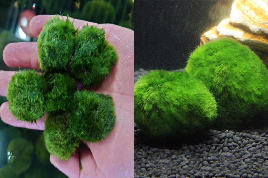 Serene Moss Balls for Fish Tanks Easy Care Moss Balls for Fish Tank ...