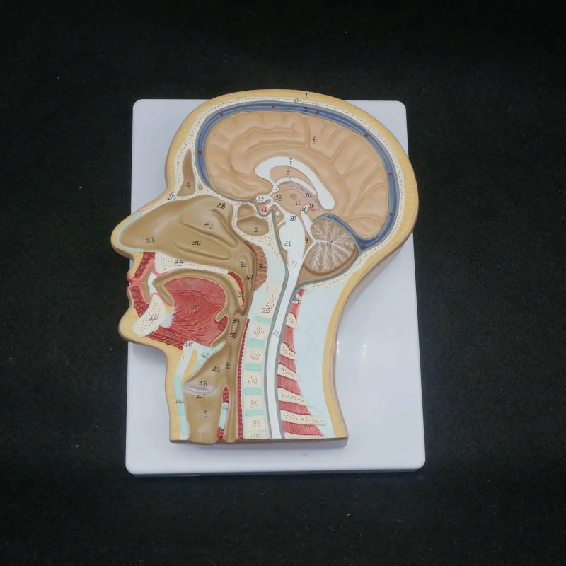 PVC Human Median Section of Head Anatomical Model Medical Skeleton ...