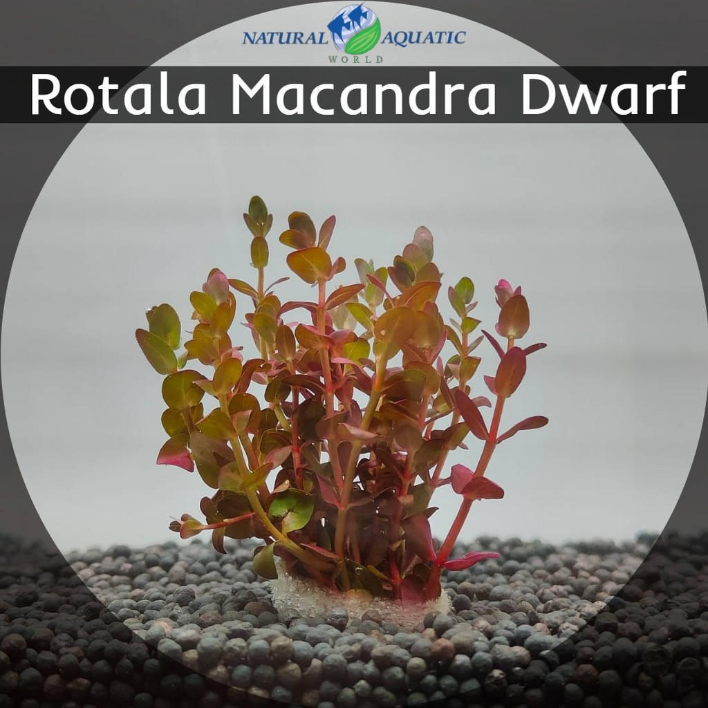 Rotala Macrandra Dwarf - Aquatic Plants | Shopee Malaysia