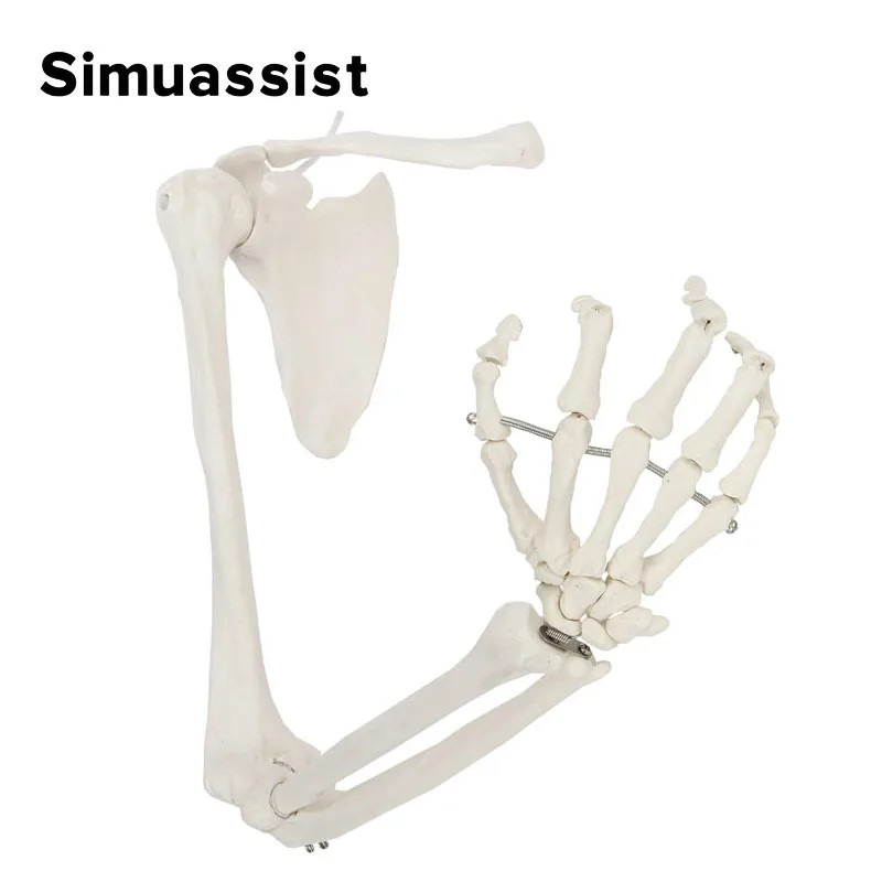 1:1 Upper Limb Bone Model Hand Scapula Clavicle Flexible Skeleton Model ...