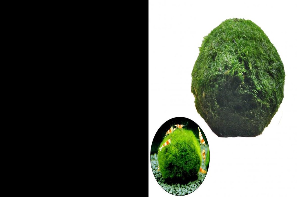 Serene Moss Balls for Fish Tanks Easy Care Moss Balls for Fish Tank Live Moss Balls for Aquarium ...