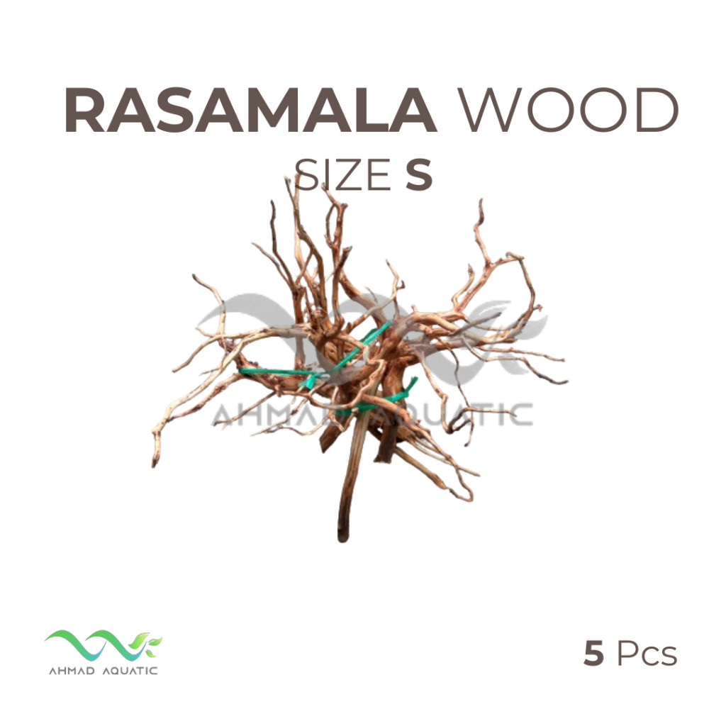 in stock KAYU Rasamala Wood Root Size S (5Pcs) | Shopee Malaysia